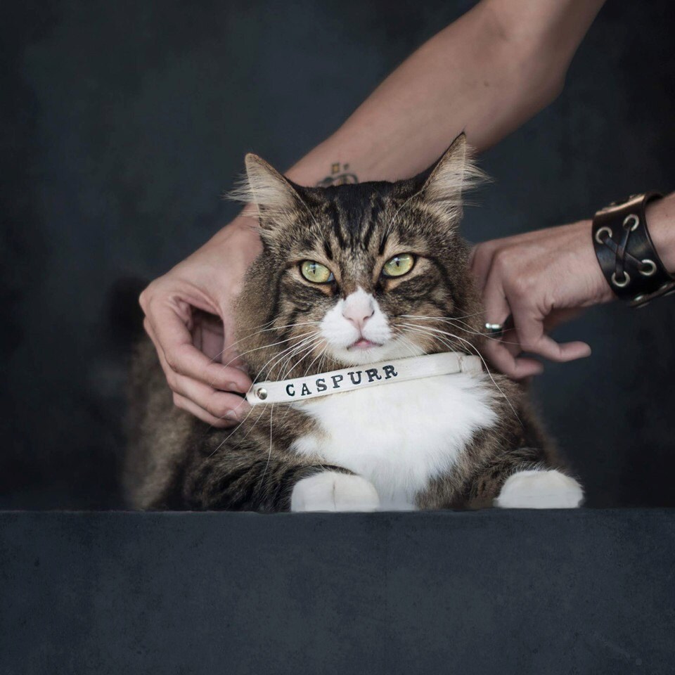 Leather Cat Collar – Grommet's Leathercraft
