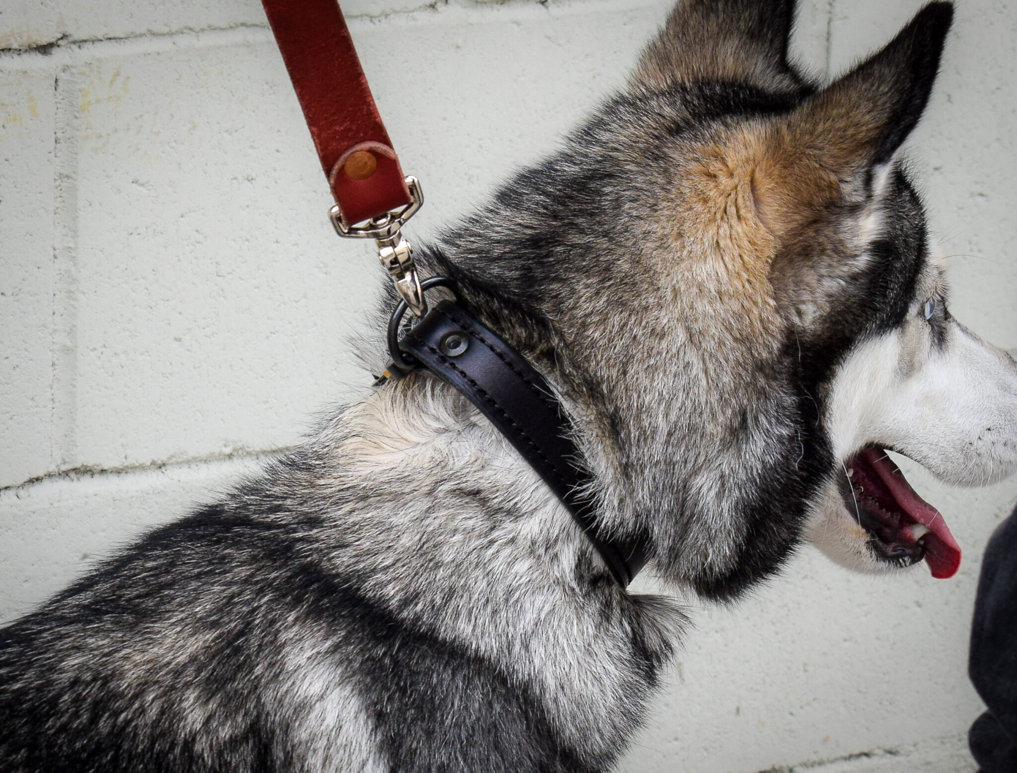 The “Operator” Dog Collar – Grommet's Leathercraft